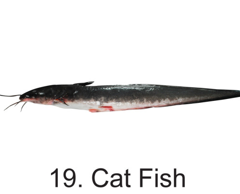 Fresh Fish – Eka Marine Marketing Sdn. Bhd.