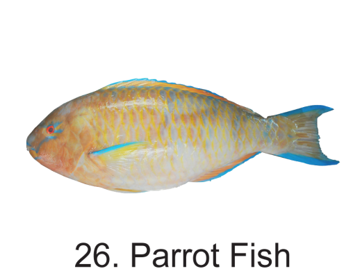 Fresh Fish 2 – Eka Marine Marketing Sdn. Bhd.